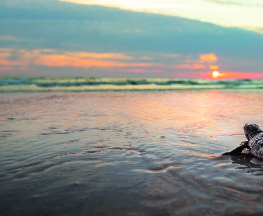 Meet the Sea Turtle Patrol Hilton Head Island Volunteers | Hilton Head ...