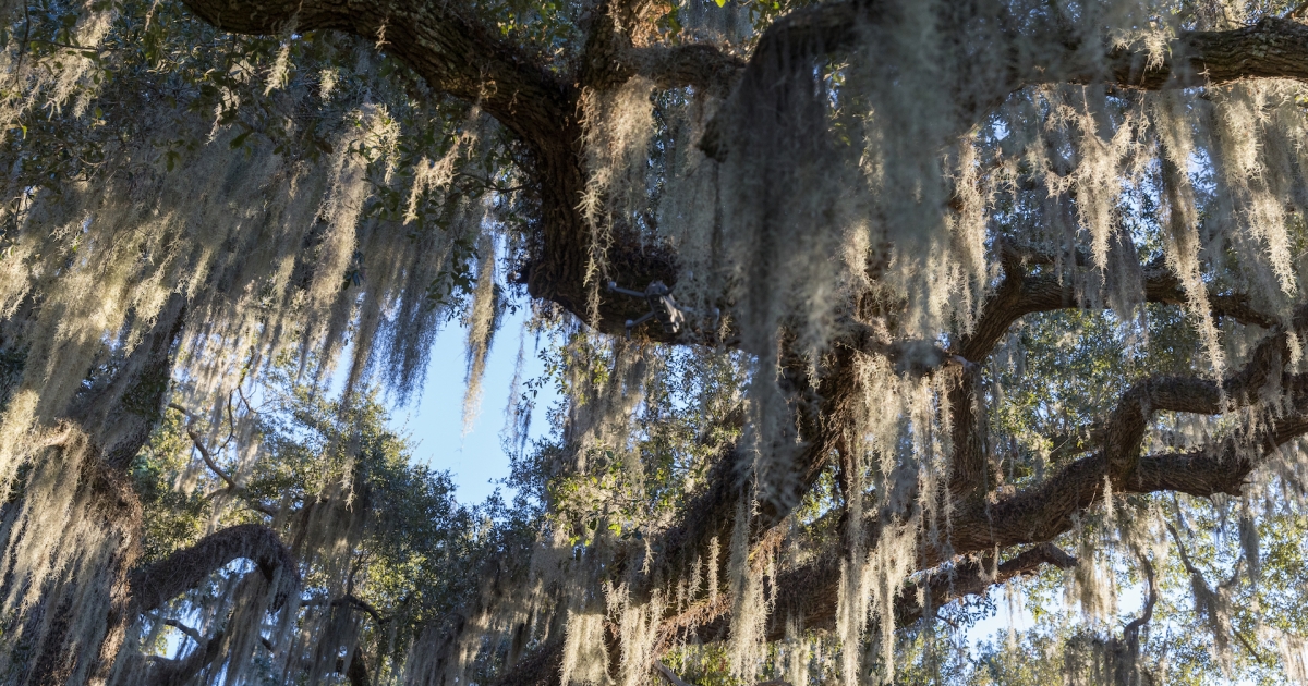 Hilton Head Island History & Heritage