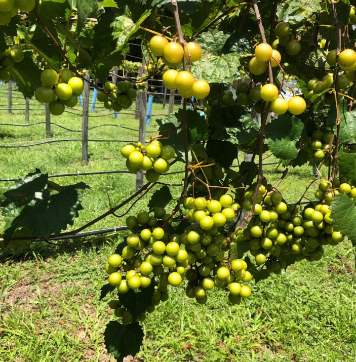 Shopping | Hilton Head Island